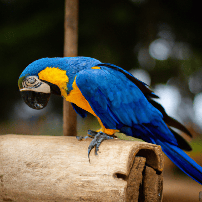 A Arara Azul – Uma das Aves Mais Bonitas do Mundo