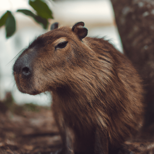 Conheça as Curiosidades da Capivara que Você Não Sabia!